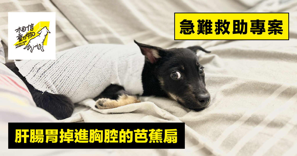 【急難救助】肝腸胃掉進胸腔的芭蕉扇｜相信動物協會 Faith for Animals