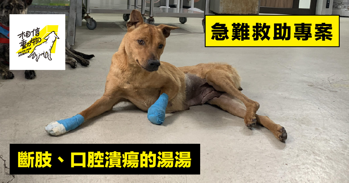 【急難救助】斷肢、口腔潰瘍的湯湯｜相信動物協會 Faith for Animals